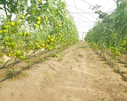 Project Gallery | Organic Farming – Gulf Hydroponic Agriculture